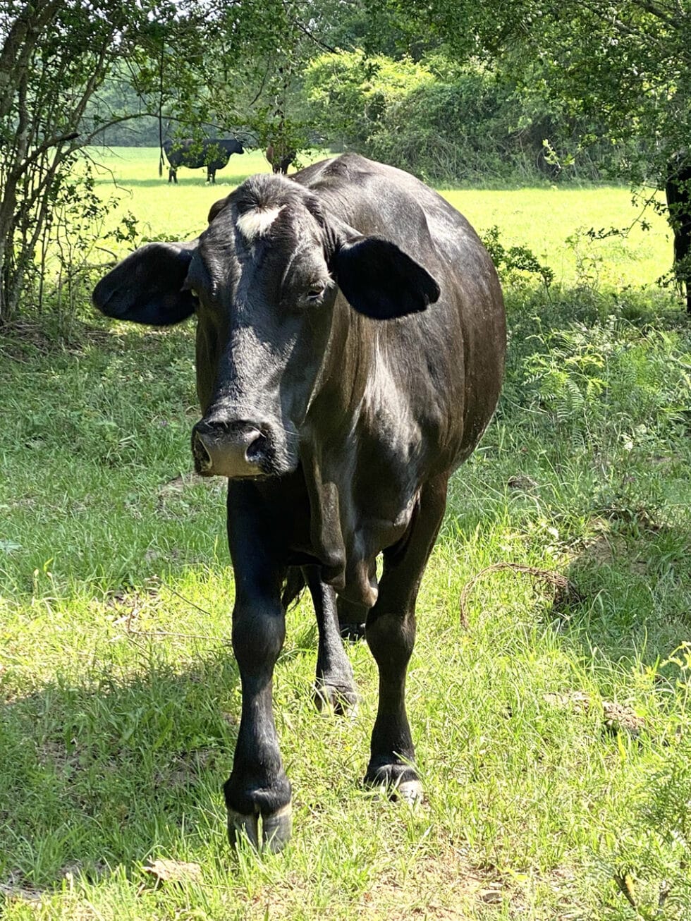 Rowdy Girl - Rowdy Girl Sanctuary