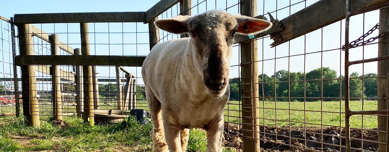 Demarcus - Rowdy Girl Sanctuary