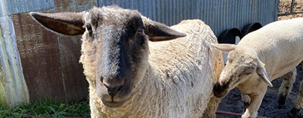 Gilbert - Rowdy Girl Sanctuary