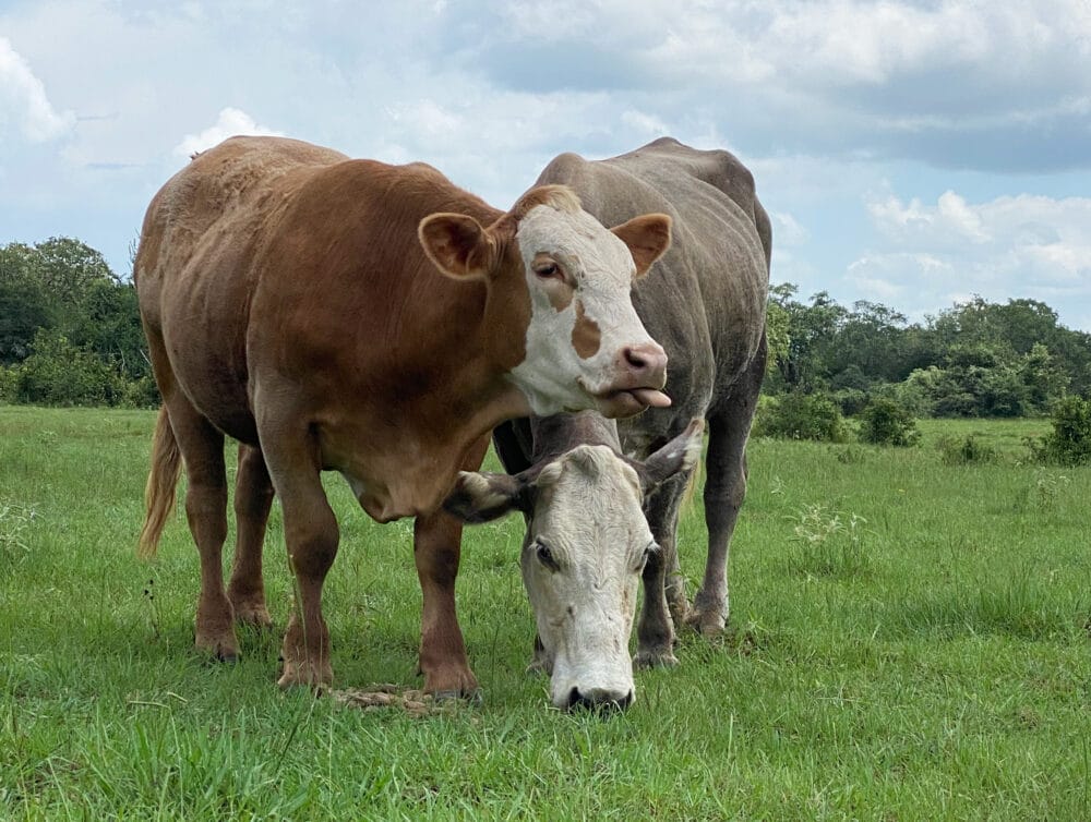 Our Animals - Rowdy Girl Sanctuary