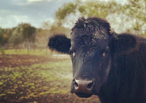 Our Animals - Rowdy Girl Sanctuary