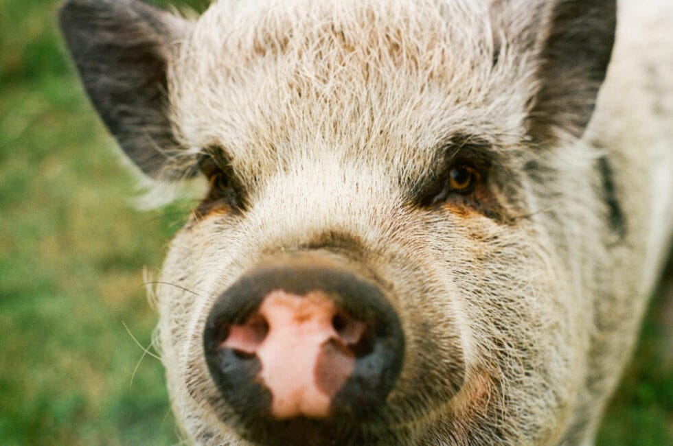 POV Article - Rowdy Girl Sanctuary